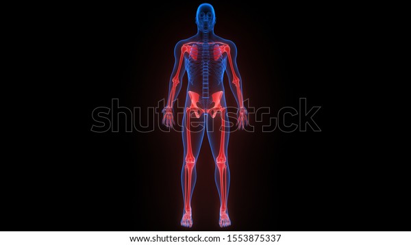 Appendicular Skeleton Human Skeleton Anatomy Xray Stock Illustration ...