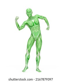 Average Man Muscle Maps Doing Can Stock Illustration 2167879397 ...