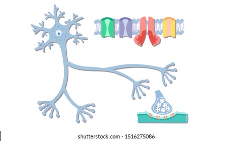 Axon Structure Functions Stock Illustration 1516275086 | Shutterstock