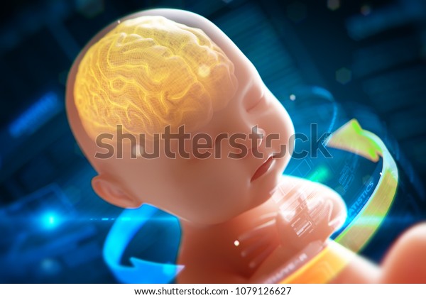 Babys Brain Nervous System3d Rendering Fetus Stock Illustration 1079126627