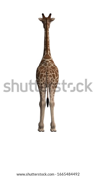 Giraffe back view : 332 images, photos et images vectorielles de stock ...
