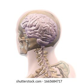 Human Brain Anatomy Sagittal Section Labels Stock Illustration ...