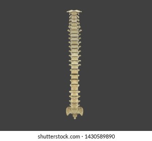 Backbone Human Anatomy 3d Rendering Stock Illustration 1430589890 ...