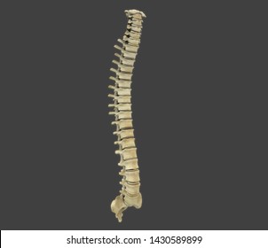 Backbone Human Anatomy 3d Rendering Stock Illustration 1430589899 ...