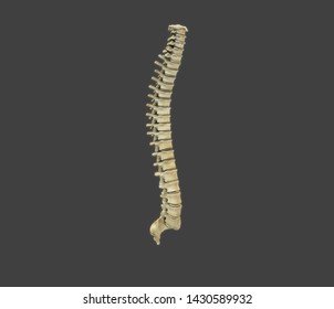 Backbone Images, Stock Photos & Vectors | Shutterstock