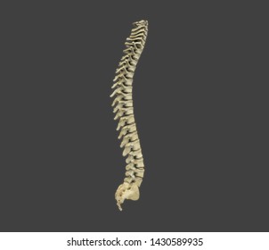 Backbone Human Anatomy 3d Rendering Stock Illustration 1430589935 ...