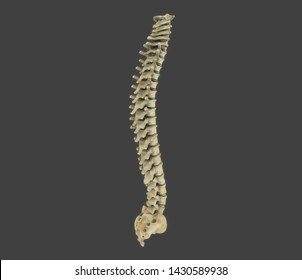 Backbone Human Anatomy 3d Rendering Stock Illustration 1430589935 ...
