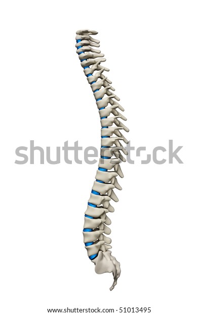 Backbone Spinal Plates Left View Isolated Stock Illustration 51013495