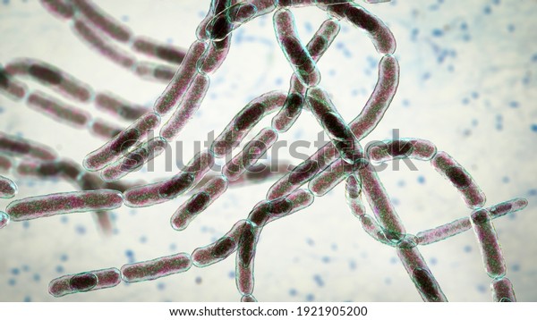 Bacteria Bacillus Anthracis Causative Agent Anthrax Stock Illustration ...