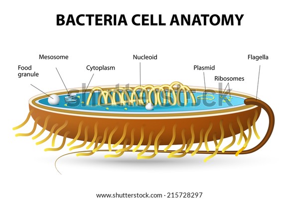 Bacteria Cell Anatomy Stock Illustration 215728297 | Shutterstock