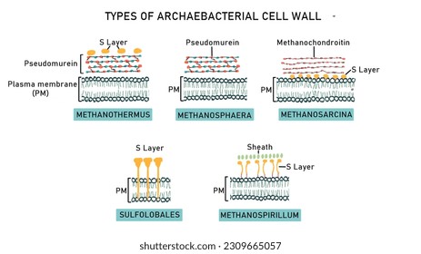 10 Pseudomurein Images, Stock Photos, 3D objects, & Vectors | Shutterstock