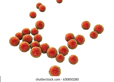 Bacteria Enterococcus Isolated On White Background Stock Illustration ...