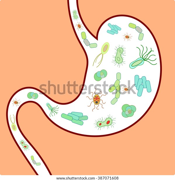 Bacteria Stomach Stock Illustration 387071608 | Shutterstock