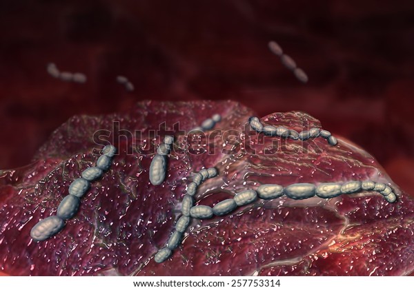 Bacteria Streptococcus Series Stock Illustration 257753314 | Shutterstock