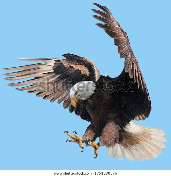 Bald Eagle Landing Swoop Attack Hand Stock Illustration 1951398376 ...