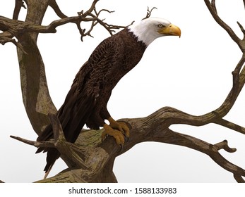 272 Bald eagle in tree Stock Illustrations, Images & Vectors | Shutterstock