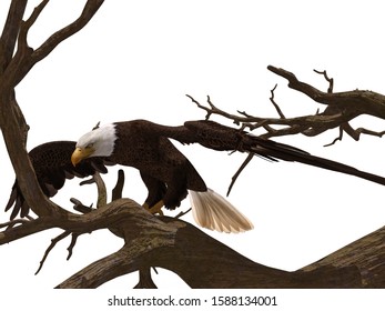 272 Bald eagle in tree Stock Illustrations, Images & Vectors | Shutterstock