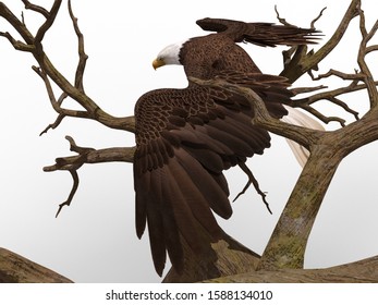 272 Bald eagle in tree Stock Illustrations, Images & Vectors | Shutterstock