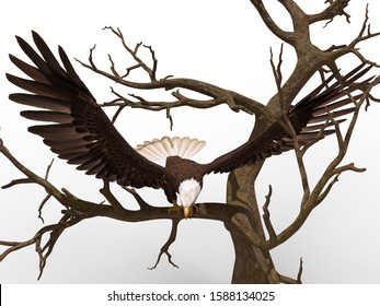 272 Bald eagle in tree Stock Illustrations, Images & Vectors | Shutterstock