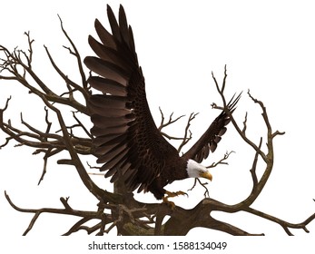 272 Bald eagle in tree Stock Illustrations, Images & Vectors | Shutterstock