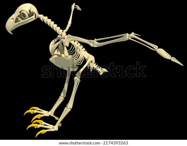 Bald Eagle Skeleton Bird Anatomy 3d Stock Illustration 2174393263 ...