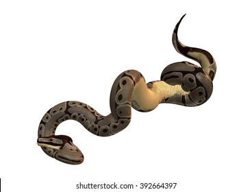 243 Ball python isolated 스톡 일러스트, 이미지 및 벡터 | Shutterstock