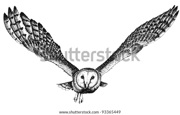 Barn Owl Flying Stock Illustration 93365449