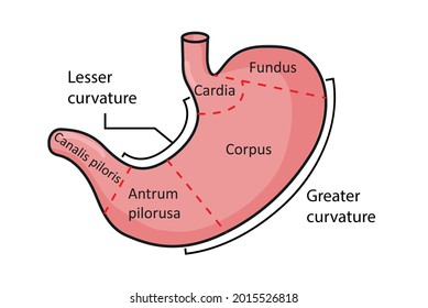 Cardia Images, Stock Photos & Vectors | Shutterstock