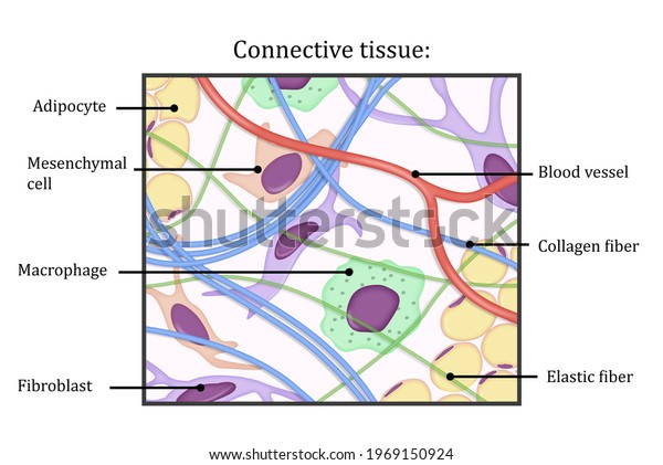 Basic Structure Connective Tissue Histology Stock Illustration ...