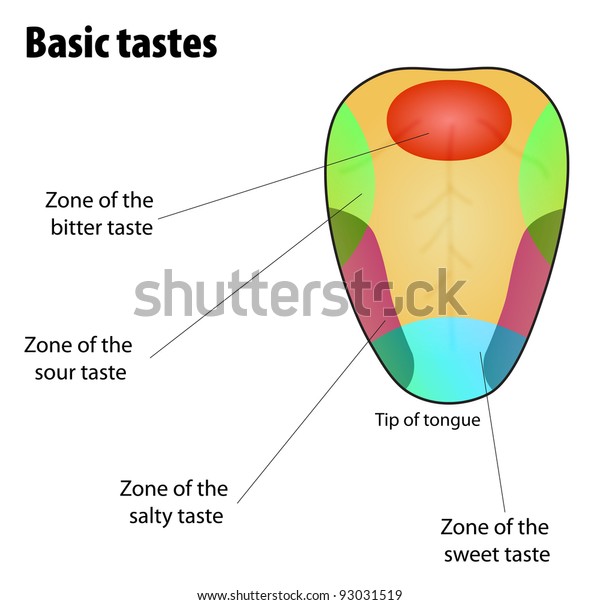 Basic Tastes Tongue Stock Illustration 93031519 | Shutterstock