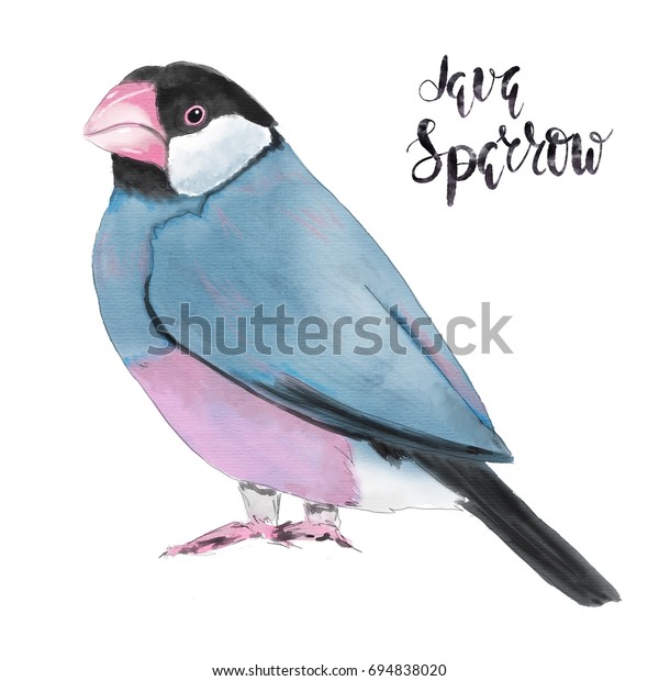 Beautiful Watercolor Illustration Java Sparrow Isolated Stock ...