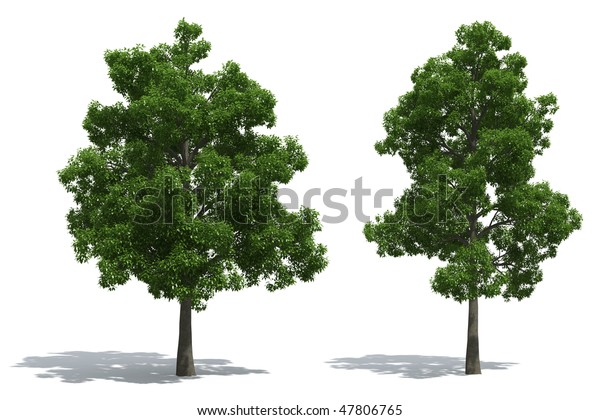 Beech Trees Isolated On White Background Stock Illustration 47806765
