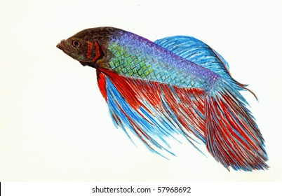 455 Beta Fish Drawing Images, Stock Photos & Vectors | Shutterstock