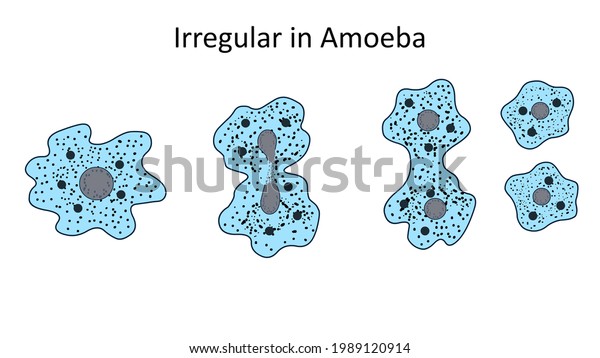Binary Fission Irregular Amoeba Stock Illustration 1989120914 ...