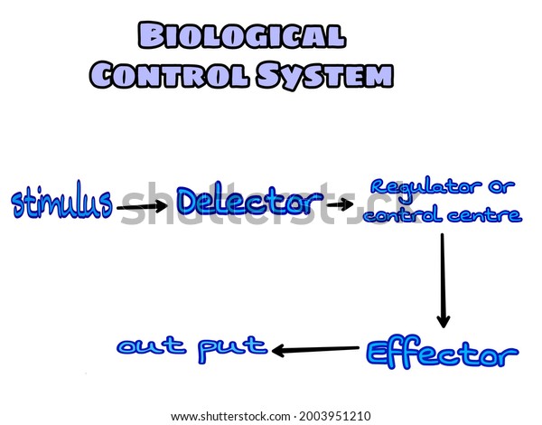 Biological Control System Biological Control System Stock Illustration ...