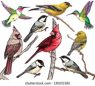 Bird Collection Stock Illustration 130331585 | Shutterstock