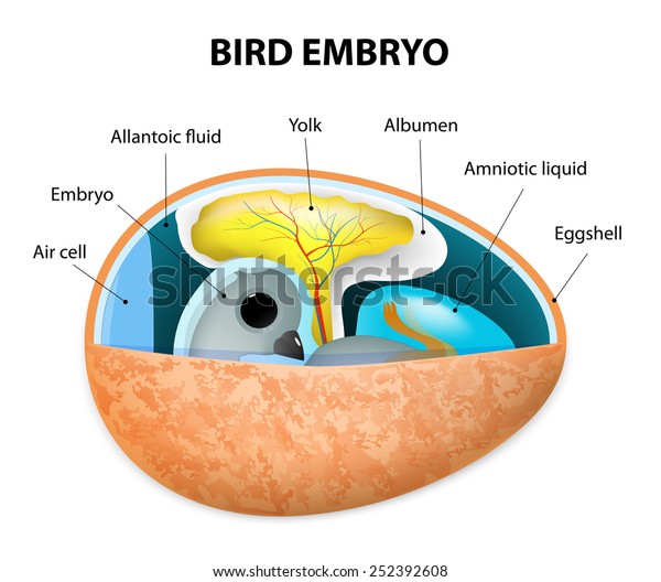 Bird Egg Embryo 스톡 일러스트 252392608 | Shutterstock