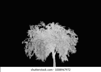 Black Background Trees Stock Illustration 1008967972 | Shutterstock