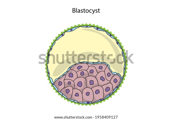 Blastocyst Structure Early Embryological Development Unlabeled Stock ...