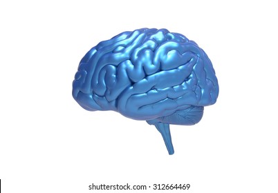 Human Brain Anatomy Vector Illustration: เวกเตอร์สต็อก (ปลอดค่า ...