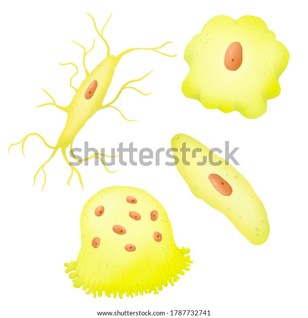 Bone Consists Four Types Cells Stock Illustration 1787732741 | Shutterstock