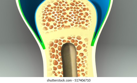 161 Cartilage texture Stock Illustrations, Images & Vectors | Shutterstock