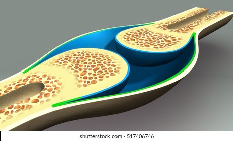 161 Cartilage texture Stock Illustrations, Images & Vectors | Shutterstock