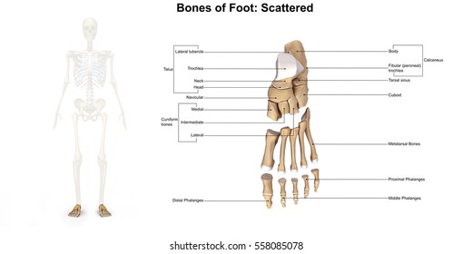 Bones Foot Dorsal View 3d Illustration Stock Illustration 558085078 Bones Foot Dorsal View 3d Illustration Stock Illustration 558085078