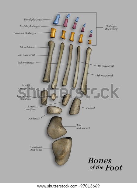 Bones Foot Labeled Stock Illustration 97013669