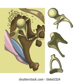 13,811 Human ear anatomy Images, Stock Photos & Vectors | Shutterstock