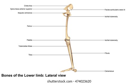 Bones Lower Limb Lateral View 3d: ilustración de stock 559465492 ...