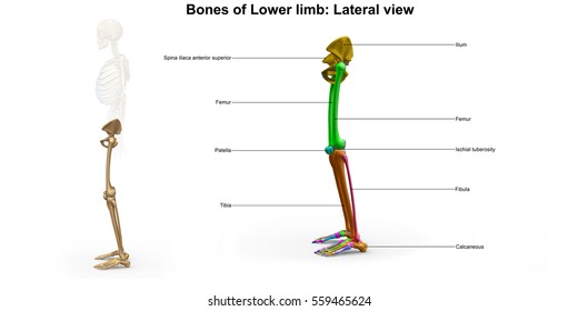 Bones Lower Limb Lateral View 3d 스톡 일러스트 559465624 | Shutterstock