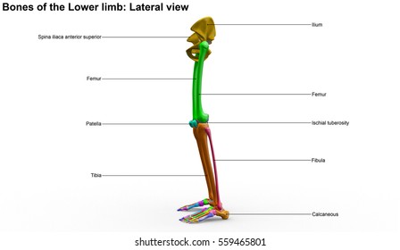 Bones Lower Limb Lateral View 3d 스톡 일러스트 559465624 | Shutterstock