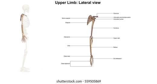 67 Styloid Process Images, Stock Photos & Vectors | Shutterstock